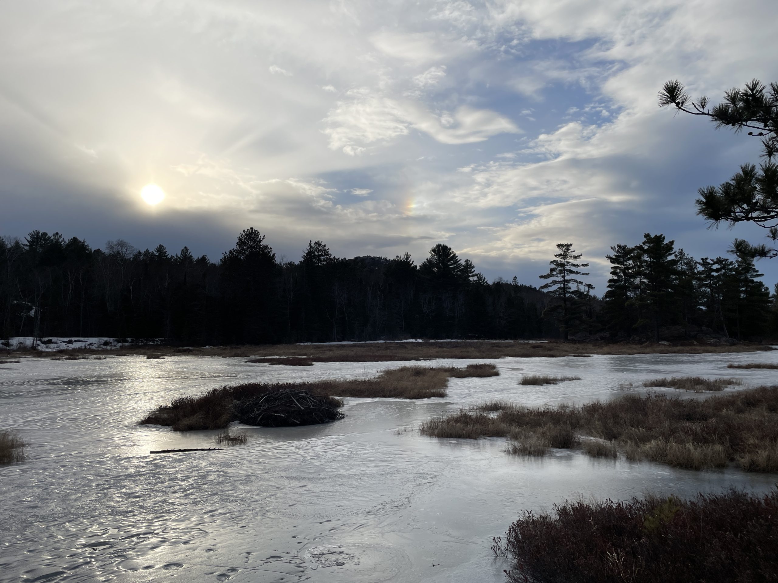 Wetlands: Nature’s Lifeline and Water Purifier - Citizens For a Safe ...